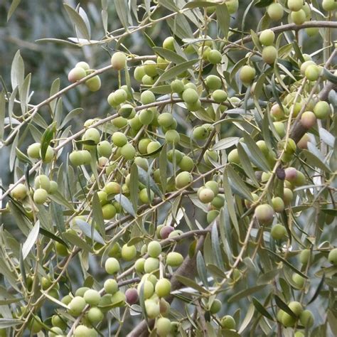 Olive Tree Plant 4 7 Tall For Planting Arbequina Olive Tree Live