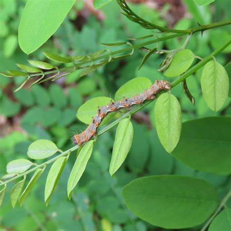 사과나무겨울가지나방