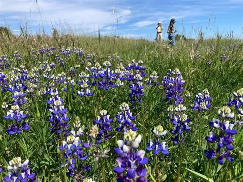 Ucsc Natural History Field Guides Ucsc Campus Natural Reserve