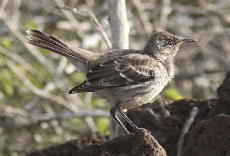 Birdseye Photography Review Photos