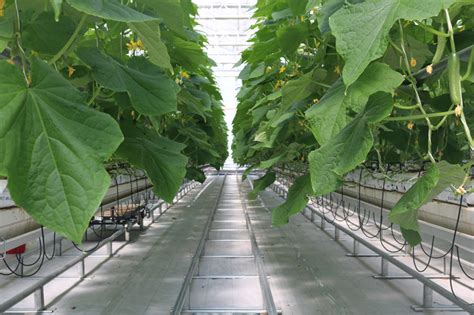 综合防治黄瓜棒孢叶斑病 山东垦源现代农业发展有限公司