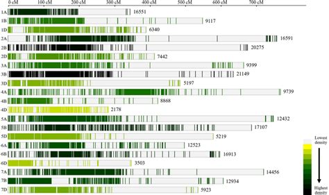 Distribution Of The Markers On The Consensus Map Used For Meta Qtl Download Scientific Diagram