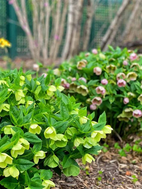 How Tall Do Hellebores Grow
