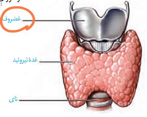 تدریس غده تیروئید و پاراتیروئید زیست شناسی یازدهم تجربی کنکور