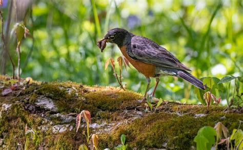 Do American Robins Migrate Owen Deutsch Photography