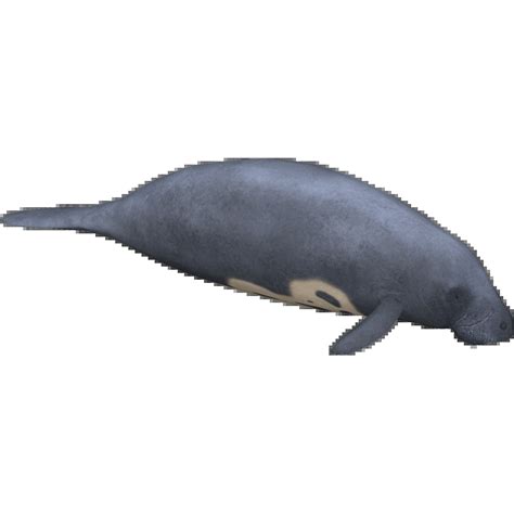 Amazonian Manatee