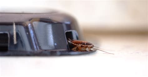 Cockroach Poop What Does It Look Like