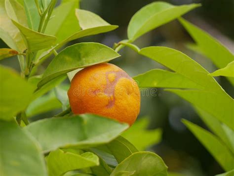 Ripe Orange Fruit Growing On An Orange Tree Close Up Orange With A