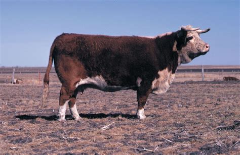 Hereford British Beef Dairy Britannica