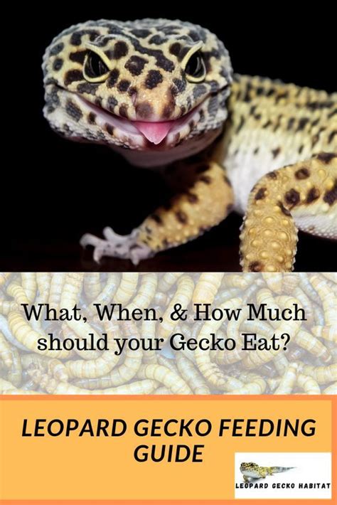 Leopard gecko feeding guide leopard gecko habitat – Artofit