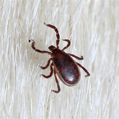 Brown Dog Tick