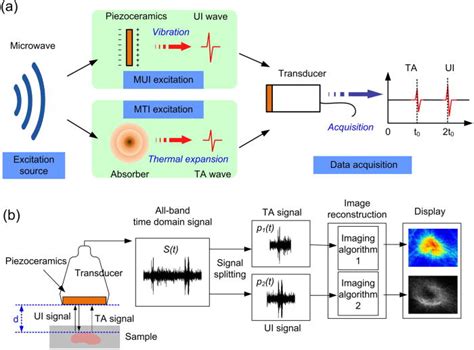 Microwave Excited Ultrasound And Thermoacoustic Dual Imaging Applied Physics Letters Aip