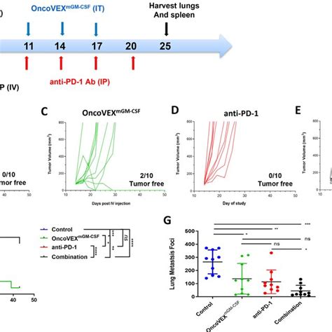 Development Of The B16f10 Mouse Melanoma Model With Experimental Lung