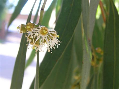 Australian Myrtaceae