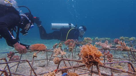 Diving Mission Protect The Coral Triangle In Indonesia
