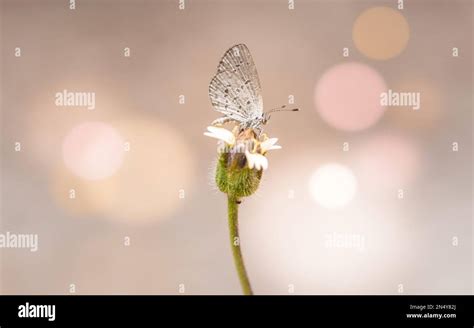 Tiny Grass Blue Butterfly On Wildflower In Morning Close Up And Macro