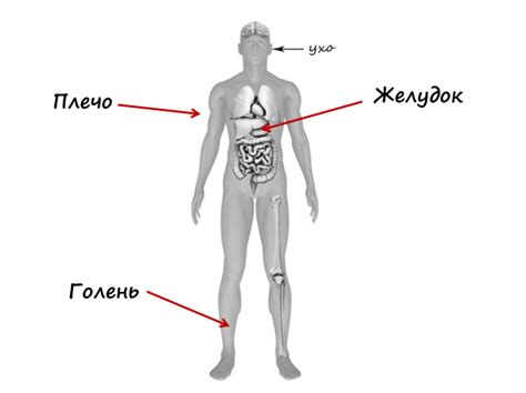 Строение Человека 4 Класс Картинка – Telegraph