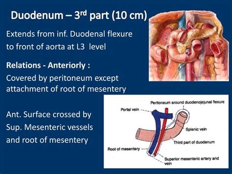 Anatomy Of Duodenum Duodenum Structure Ppt Of Duodenum Power Point Presentation Duodenum