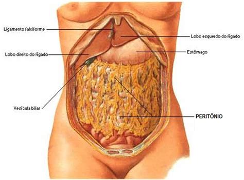 Peritônio O Que é Onde Se Localiza E Qual A Função Anatomia