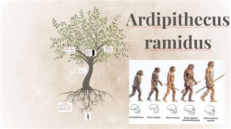 Ardipithecus Ramidus Skull Characteristics