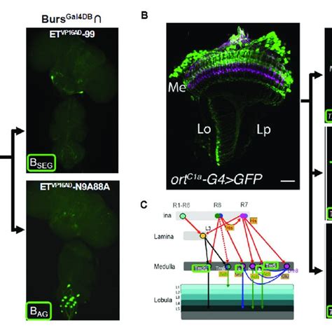 Pdf The Drosophila Split Gal4 System For Neural Circuit Mapping