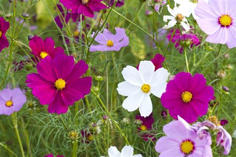 코스모스cosmos 2 코스모스와 시詩 네이버 블로그