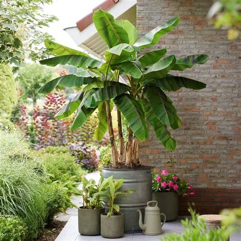 13 Fruit Trees That Can Be Grown Successfully In Containers Plantisima