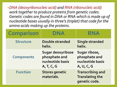 Protein Synthesis Pptx Science10 Third Quarter Ppt