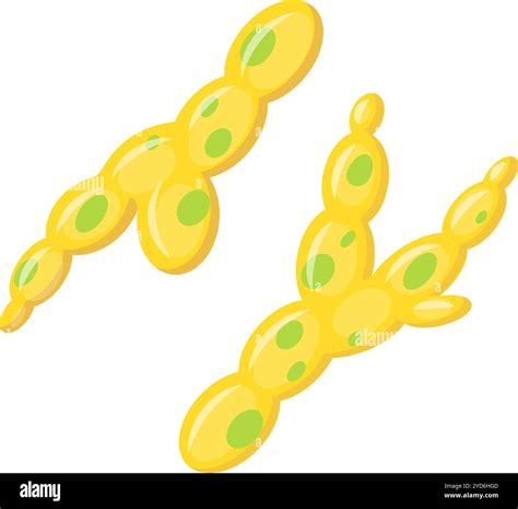 Candida Albicans Yeast Causing Candidiasis Infection Microscopic View