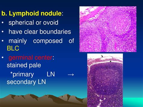 Chapter 10 Immune System Ppt Download