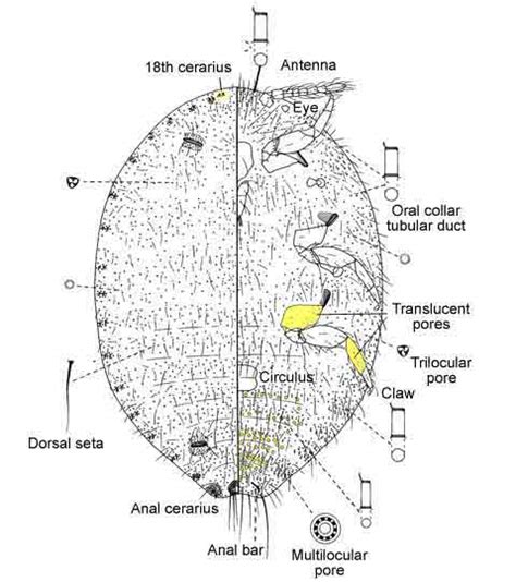Planococcus Lilacinus Scale Insects