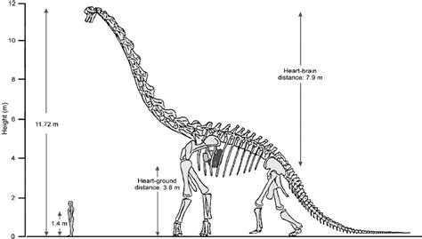 1 Comparison Of The Body Heart Size And Vertical Distances Between A Download Scientific