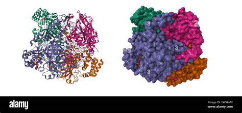 Structure Of Human Erythrocyte Catalase 3d Cartoon And Gaussian