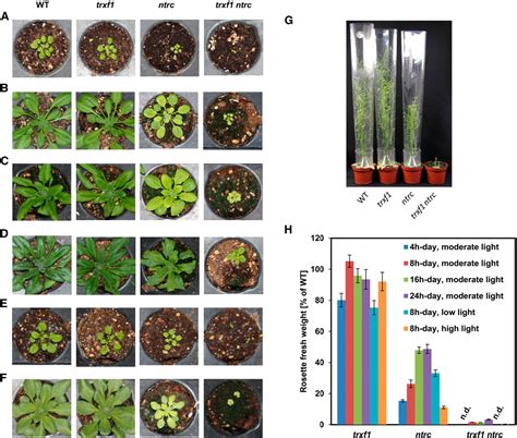 Figure 2 From Thioredoxin F 1 And Nadph Dependent Thioredoxin Reductase