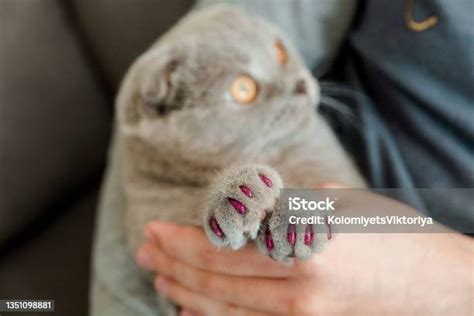 귀여운 회색 스코틀랜드 접이식 고양이와 분홍색 실리콘 캡을 고양이의 발톱에 손상되지 않도록 가정에서 가구를 보호합니다 실내 장식업자에 대한 스톡 사진 및 기타 이미지