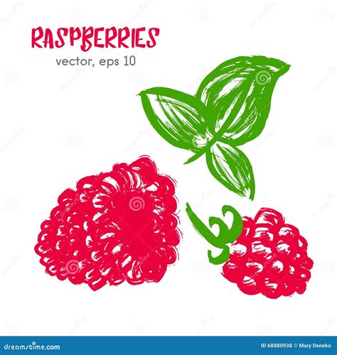 Sketched Fruit Illustration Of Raspberry Stock Vector Illustration Of Retro Fruit 68880938
