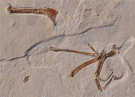 The Most Bird Like Bird From The Jurassic Elife Science Digests Elife
