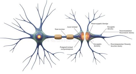 Illustration Of Two Neurons With Branching Dendrites And An Axon The Axons Are Stock