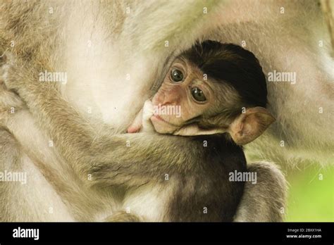 Cynomolgus Monkey Or Crab Eating Macaque Macaca Fascicularis Stock