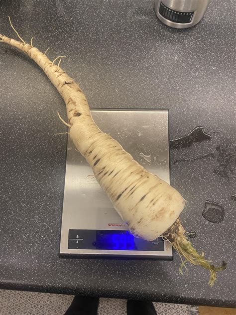 Biggest Parsnip Ive Harvest So Far R Vegetablegardening