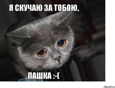 Я скучаю за тобою Пашка Комикс Грустит кот Рисовач Ру