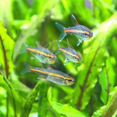 Tetra Candy Cane Hy511 Hyphessobrycon Sp Aquatics Unlimited