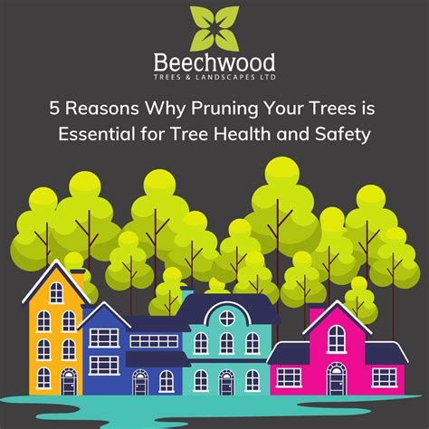 Reasons Why Pruning Your Trees Is Essential For Tree Health And Safety Beechwood Trees