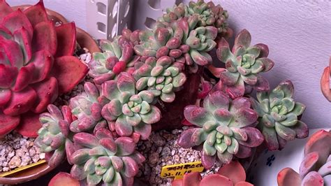 페러독스철화 실크베일 다시 물들기 시작했네요 펄민트가 붉은색 페러독스는 생장점이 붉게 물들어가요이뻐진 애들 구경하세요~~~~~💕 Youtube