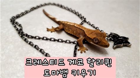 크레스티드 게코 할리퀸 도마뱀 키우기 Youtube