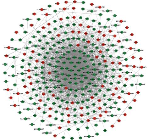 Protein Protein Interaction Ppi Network Of The Proteins Coded By The