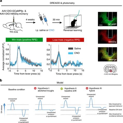 reward prediction error processing after mesoaccumbens stimulation a