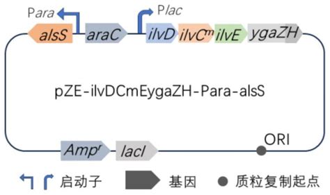 一种强化l 异亮氨酸和l 缬氨酸联产的基因工程菌株及其应用 爱企查