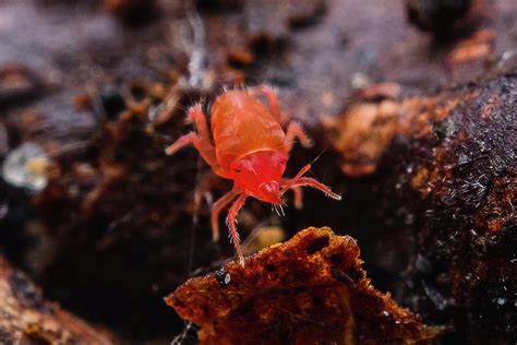 Red Snout Nosed Mite Bdelloidea Photograph By Aron Sanzio Fine Art