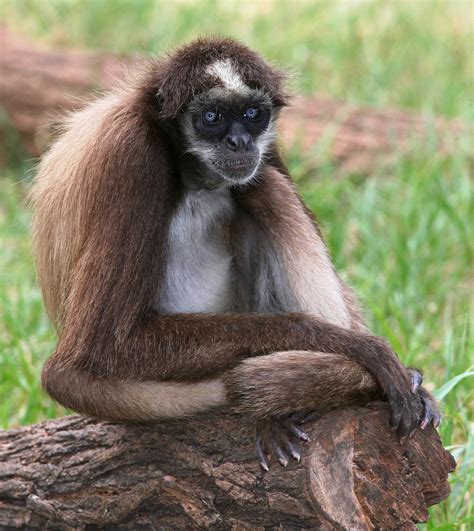 Free Photo Brown Monkey Photo Animal Monkey Young Free Download